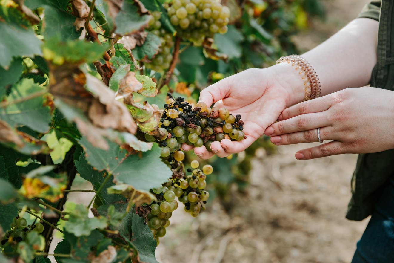NASA Helps Spot Wine Grape Disease From Skies Above California | NASA ...