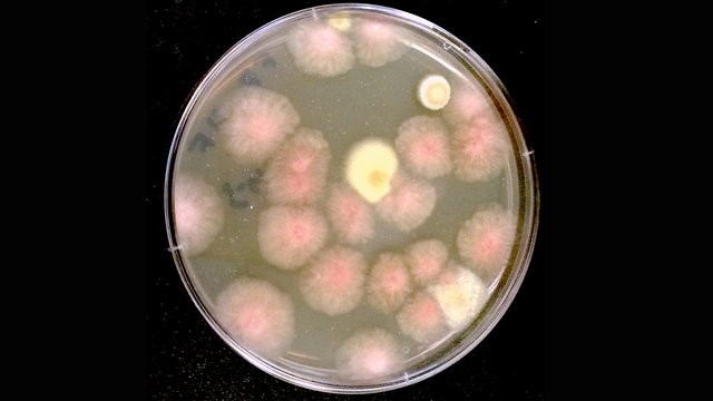 Microbes in Space: JPL Researcher Explores Tiny Life | NASA Jet ...