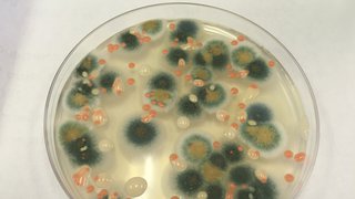 Microbes in Space: JPL Researcher Explores Tiny Life