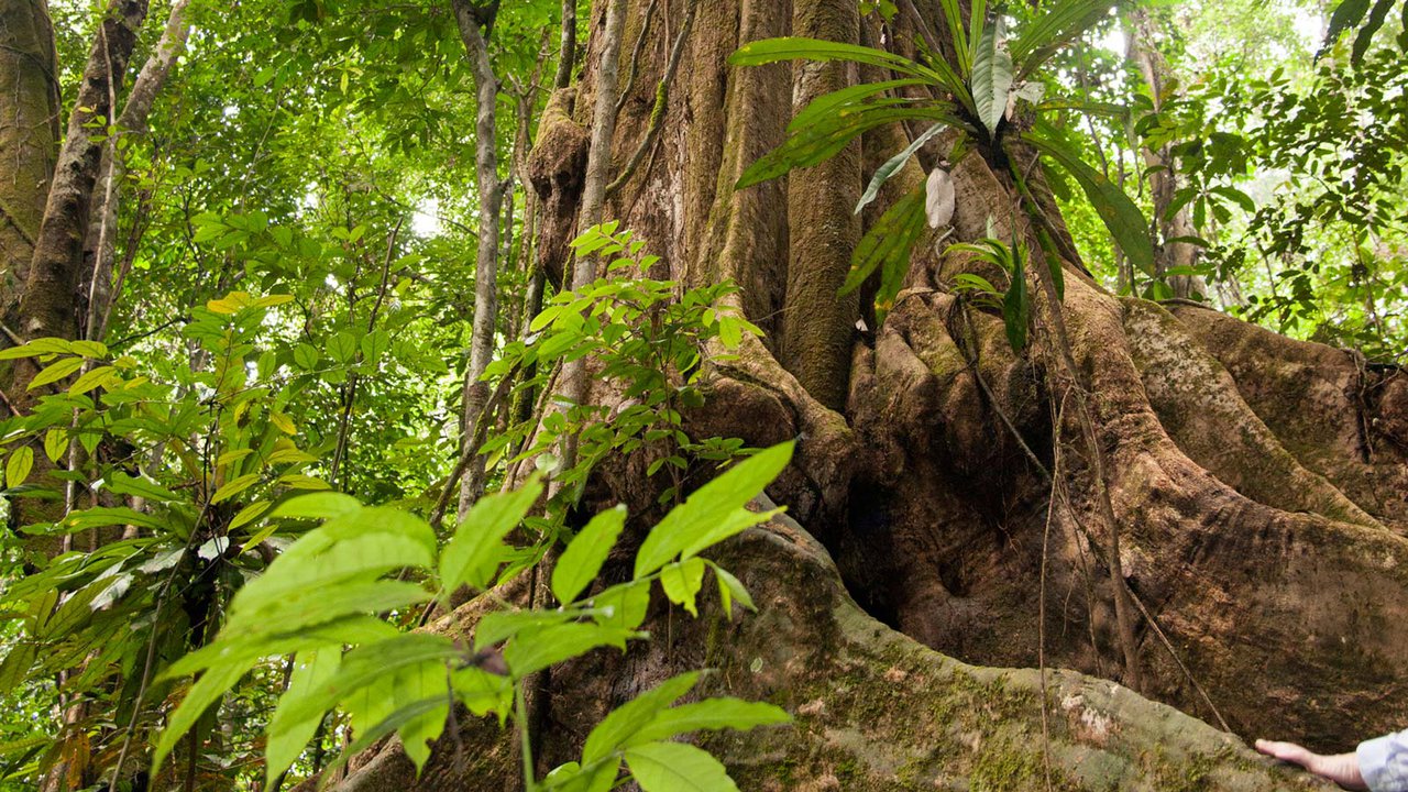 NASA, Partner Space Agencies Measure Forests In Gabon