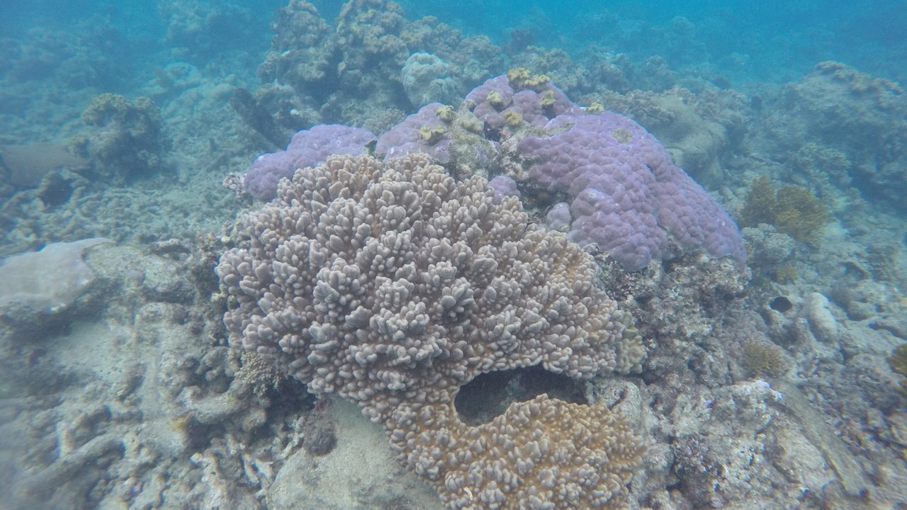 NASA Begins Study of Australia's Great Barrier Reef | NASA Jet ...