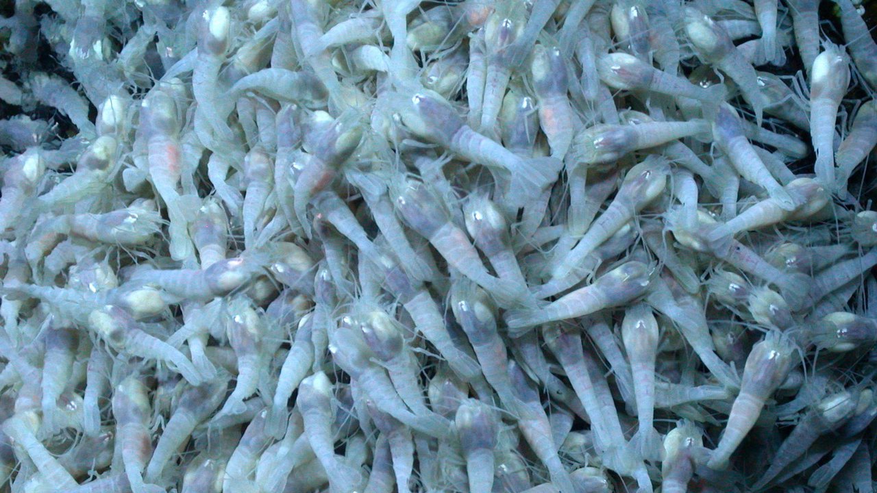 Extreme Shrimp May Hold Clues to Alien Life | NASA Jet Propulsion ...