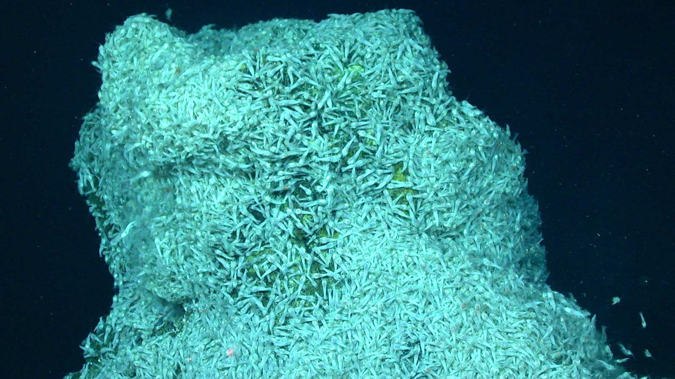 Extreme Shrimp May Hold Clues to Alien Life