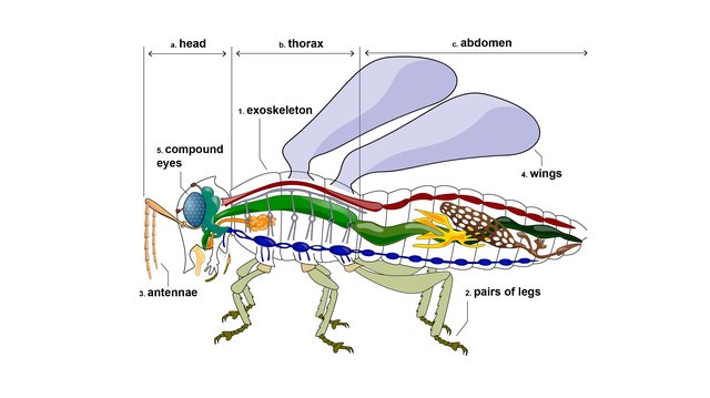 Design a Robotic Insect – Science Project | NASA JPL Education