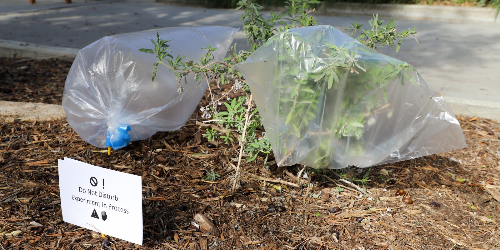 Transpiration In Plants Dyed Celery Experiment: Transpiration